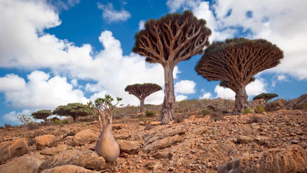 Socotra Archipelago - UNESCO World Heritage